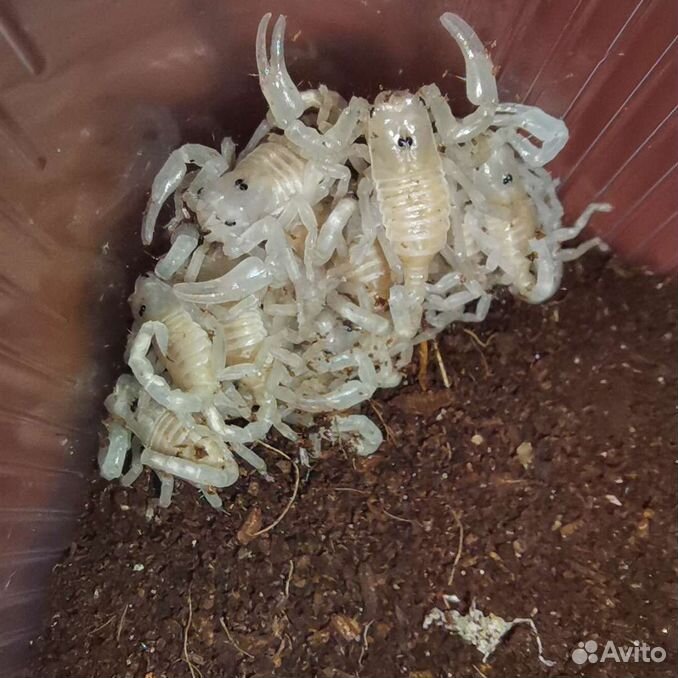 Heterometrus cyaneus - скорпион азиатский лесной