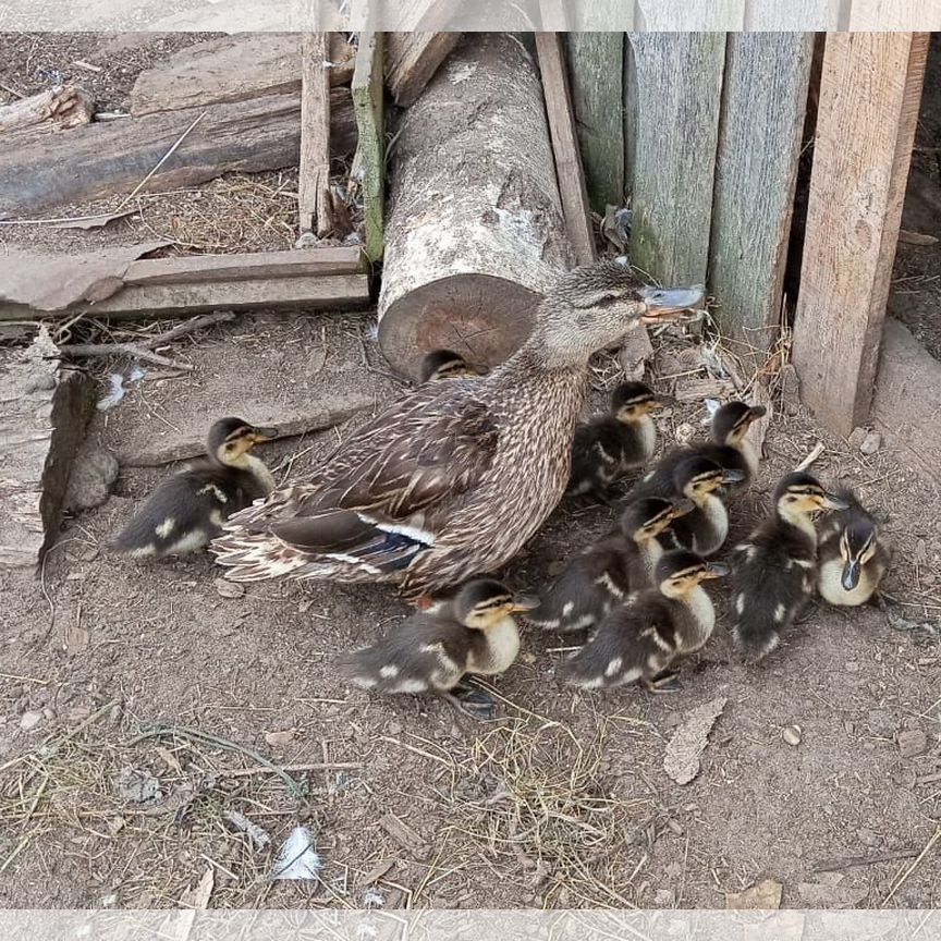 Подсадные утки для охоты