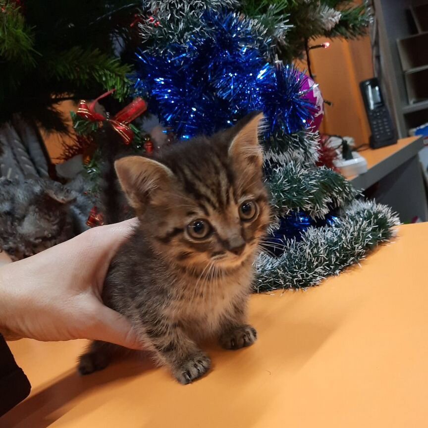 Котята в Добрые руки (два мальчика)