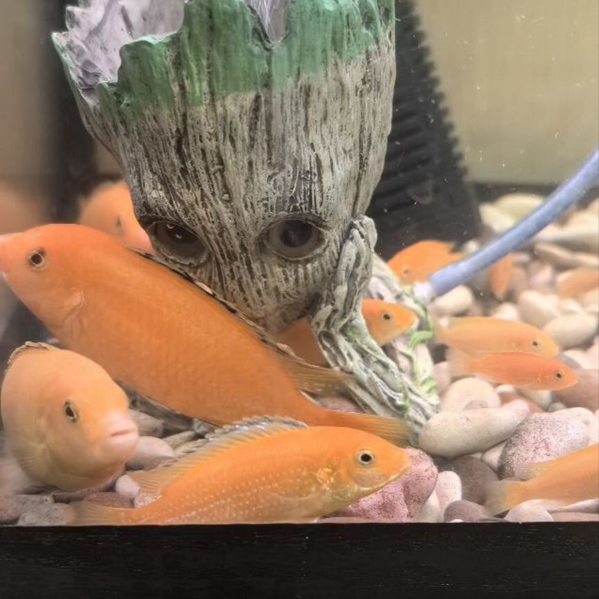 Цихлиды еллоу