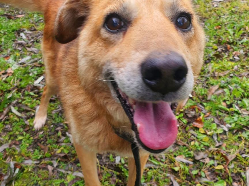 Валет ищет дом