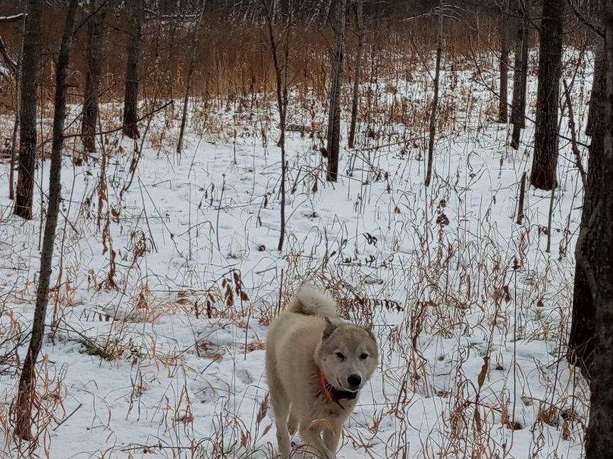 Западно сибирская лайка