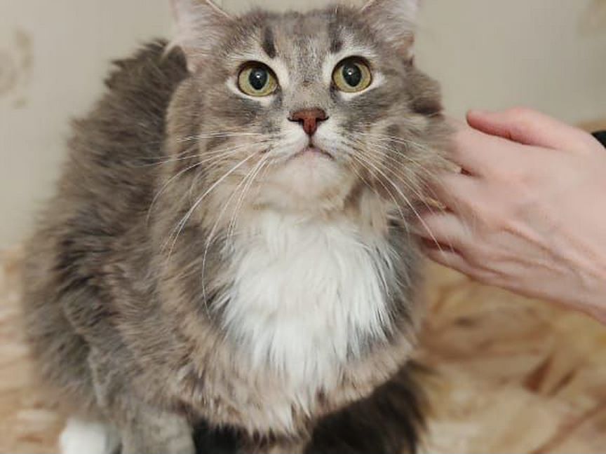 Санта из Очаково