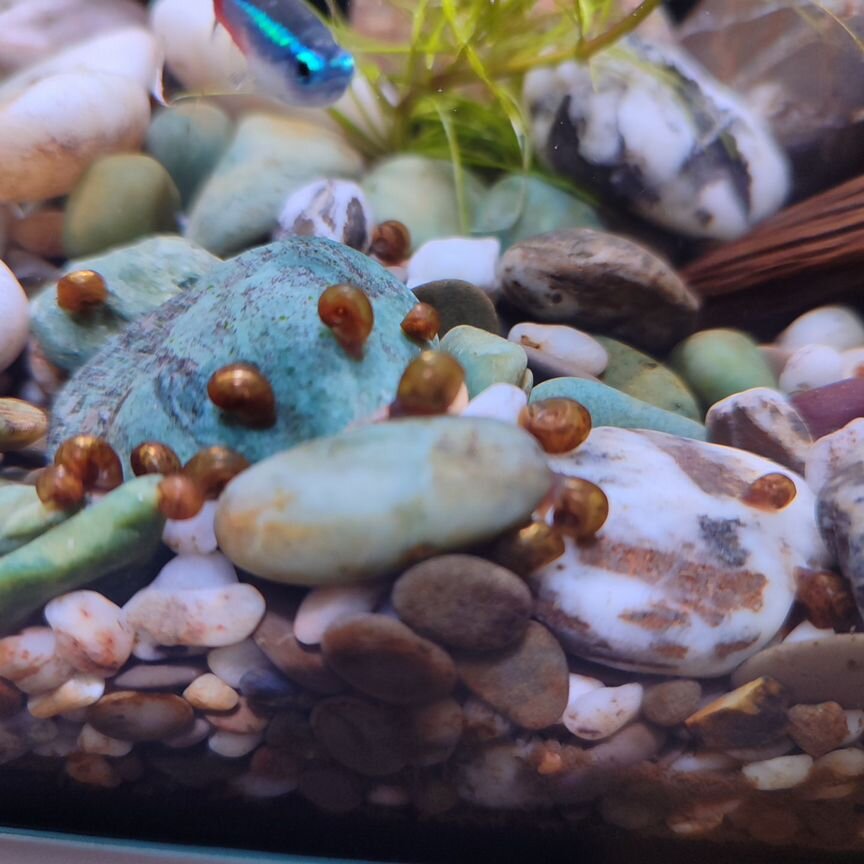 Улитки катушки. Бесплатно