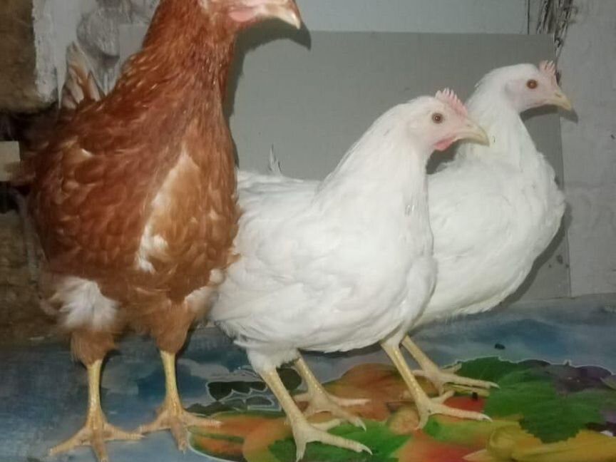 Куры молодки несушки