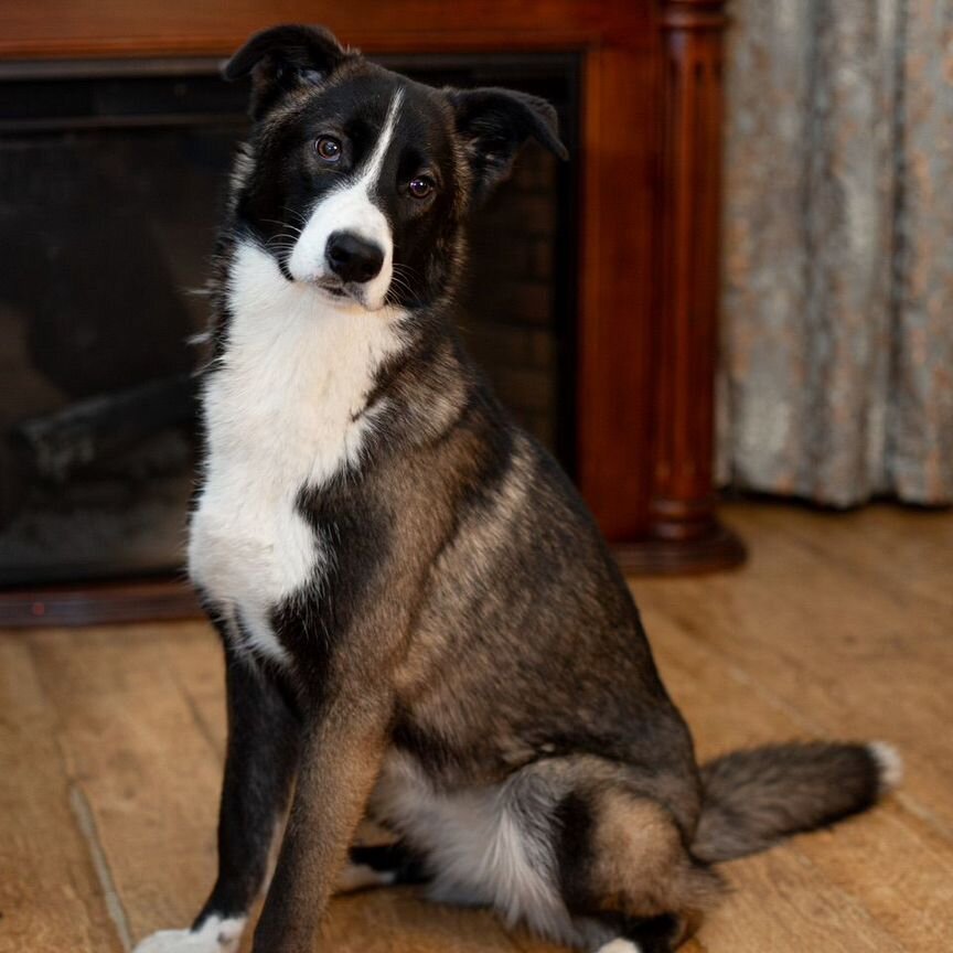 Собака для дома и семьи