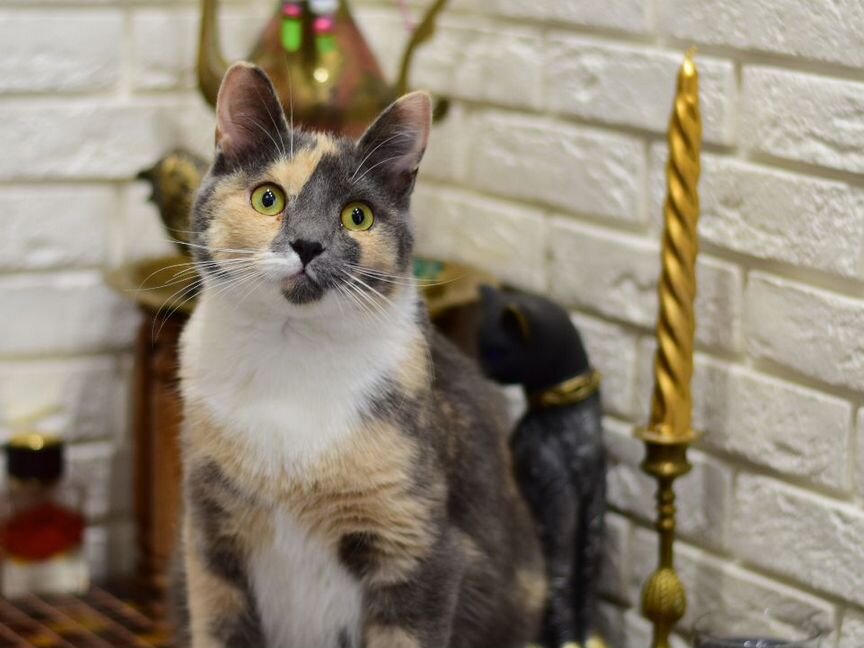 Кошка Тесса в добрые руки