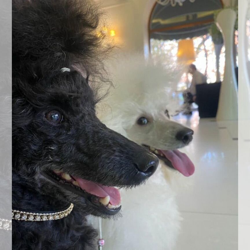 Пудель, взрослый пёс