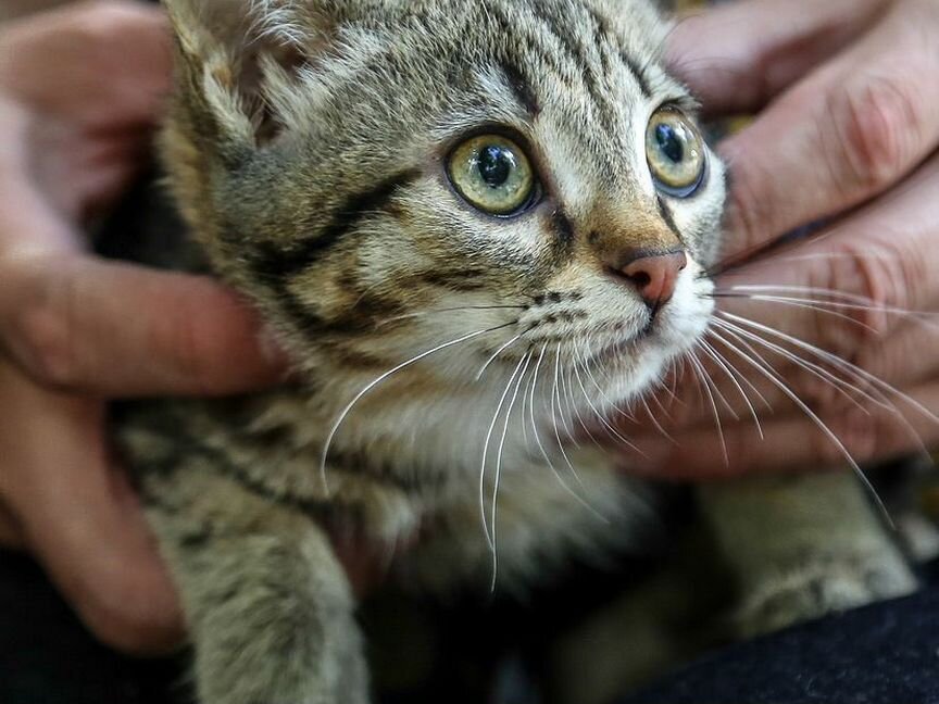 Котёнок Европейская кошка бесплатно в дар