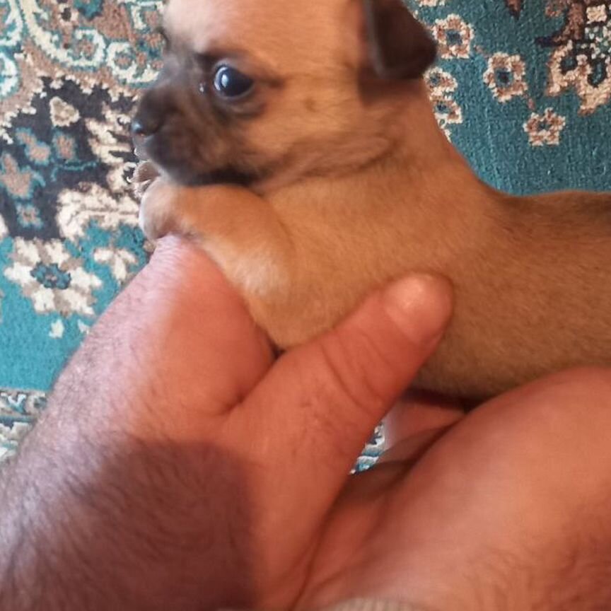 Чихуахуа, щенок