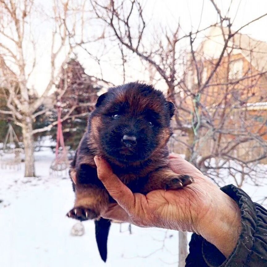 Щеночек немецкой овчарки