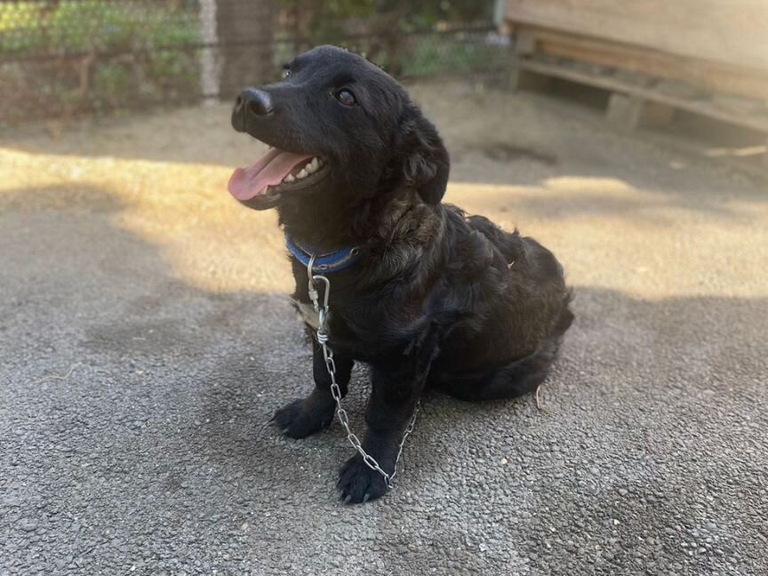 Маленькая собачка в добрые руки