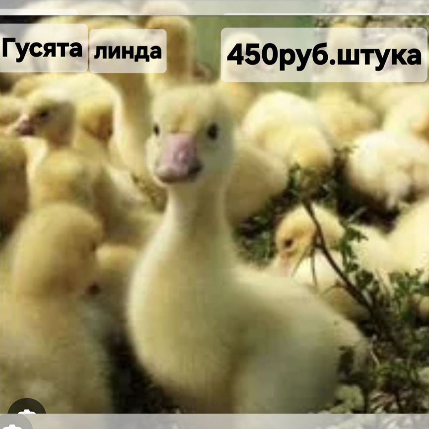 Утята Гусята
