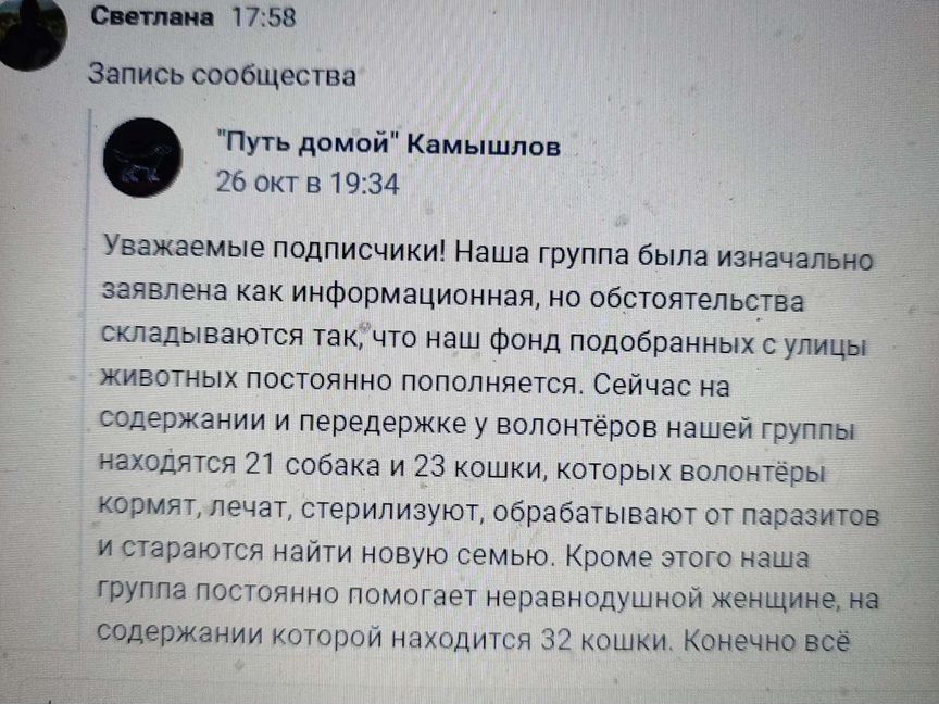 Помощь бездомным животным