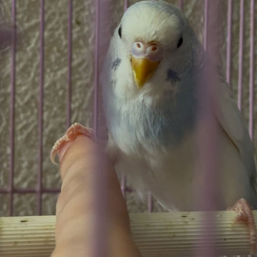 Попугай с клеткой