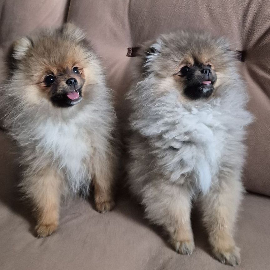 Померанский шпиц, щенок