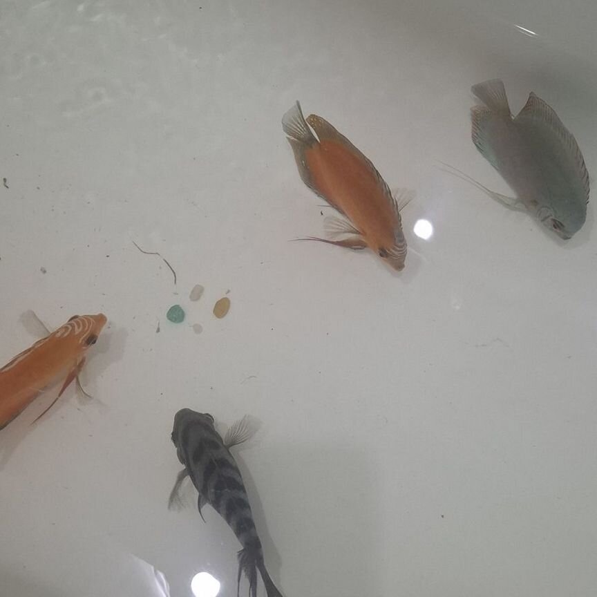 Продажа дискусов