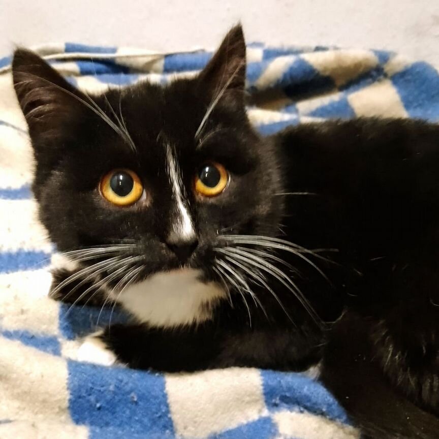 Котёнок в добрые руки