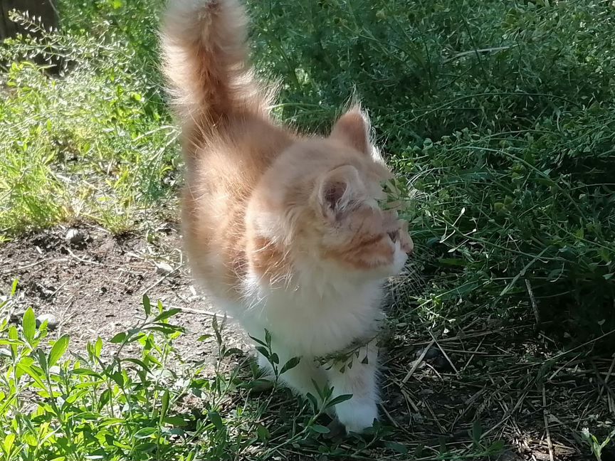 Котята бесплатно