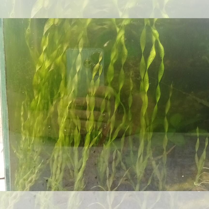 Валлиснерия спиральная