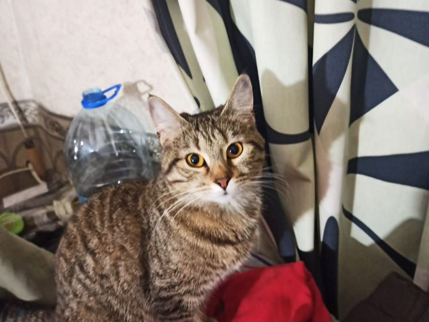 Капелька ищет дом