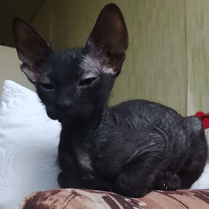 Канадский сфинкс котёнок