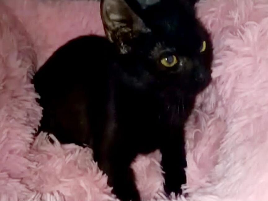 Котенок блек black