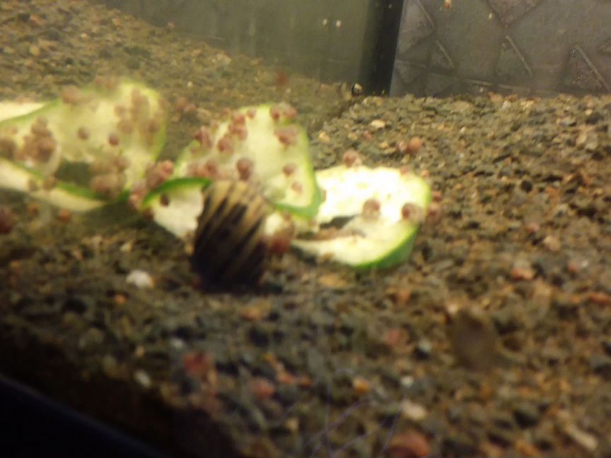 Улитки аквариумные эльфы спикси