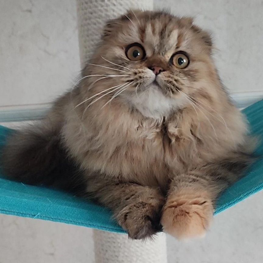Шотландская кошечка, 6 мес, возможно в разведение