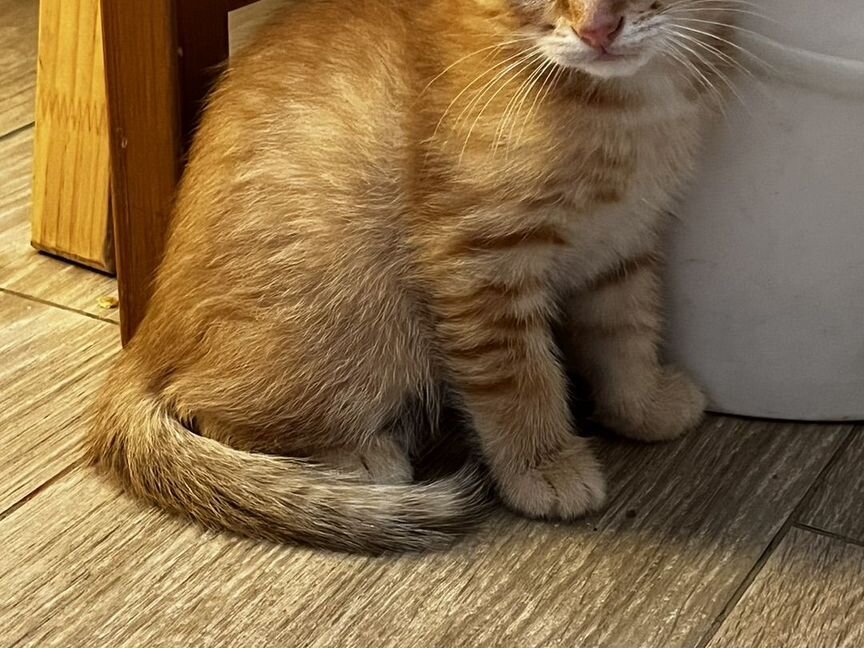 Котенок рыжий