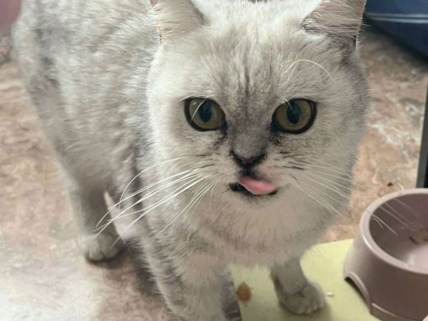Котята Экзот и Невская маскарадная