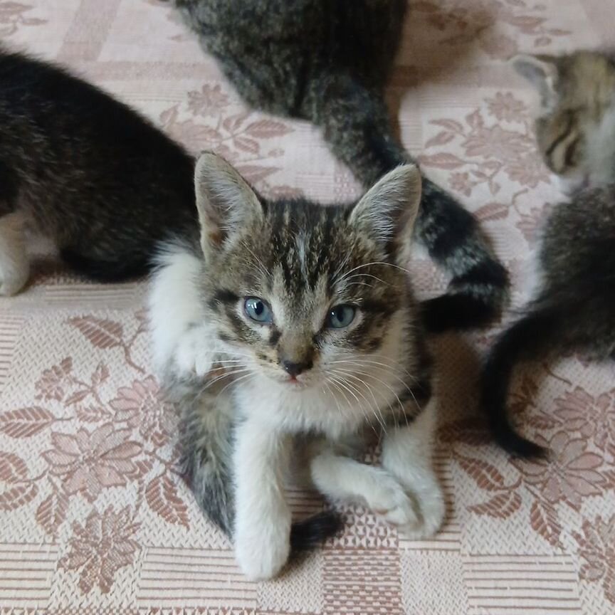Котёнок от частного владельца