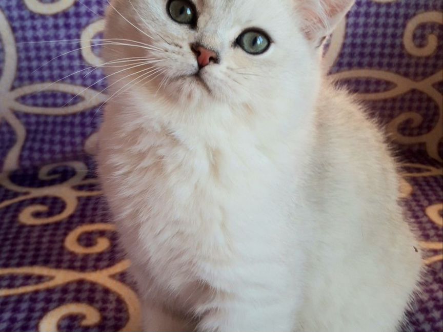 Королевич