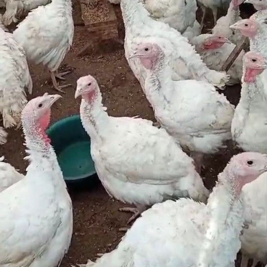 Мясо индюка