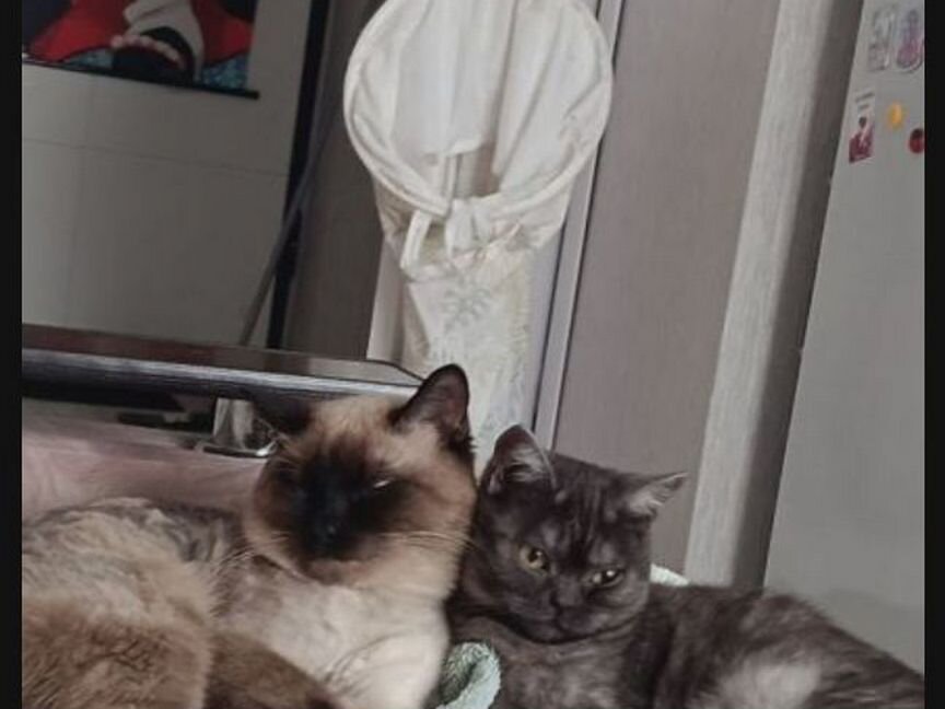 Кото пара в добрые руки