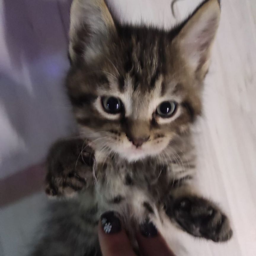 Котята мейкунята