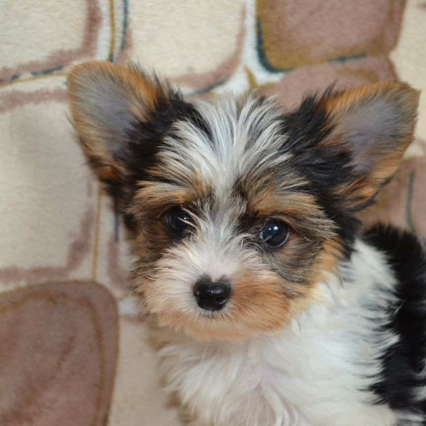 Девочка бивер, возраст 2,5 мес