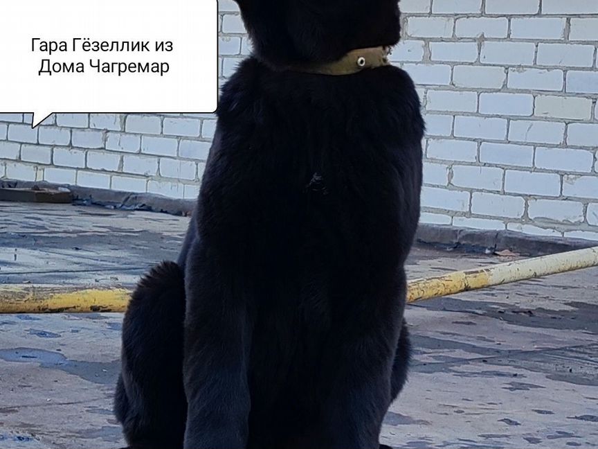 Чёрная Красавица среднеазиаточка