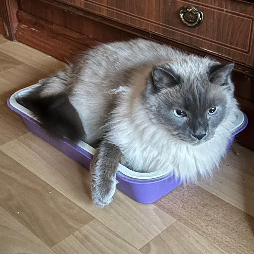 Взрослый кот в добрые руки