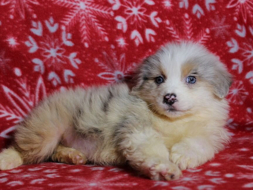 Мраморная Девочка аусси