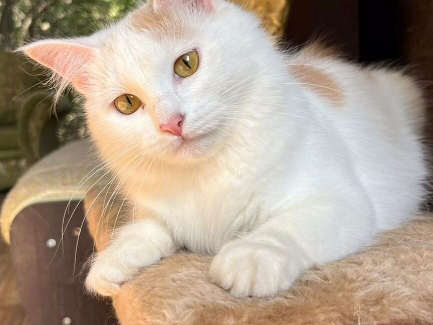 Турецкий Ван кошечка