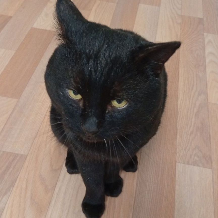 Взрослый кот в добрые руки