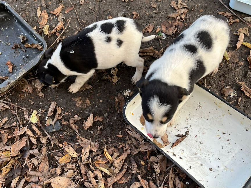 Одиннадцать божьих коровок в добрые ручки
