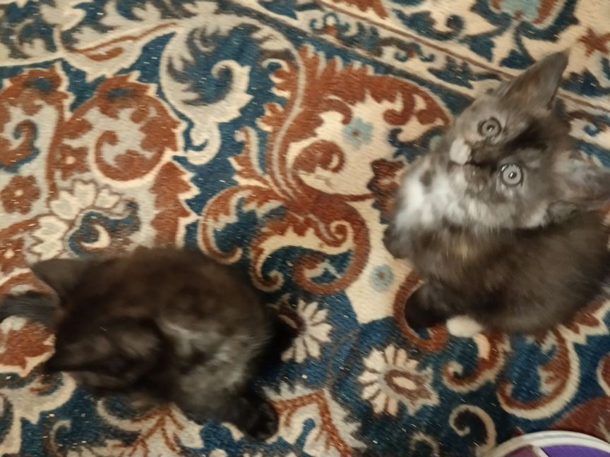 Котята мейн-кун бесплатно