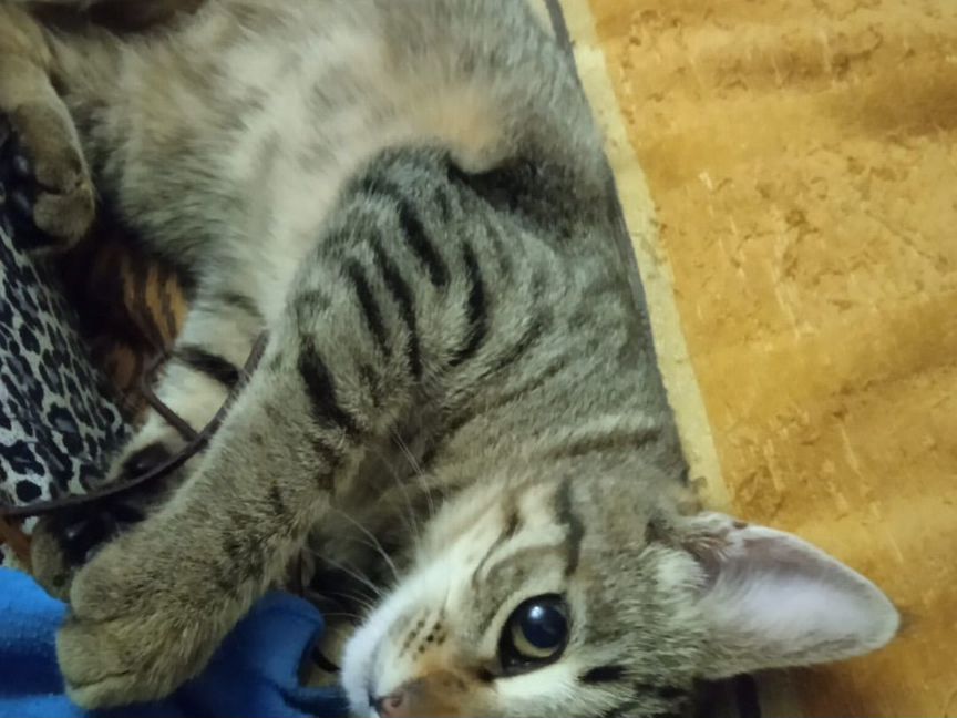 Котята 5 мес девочки