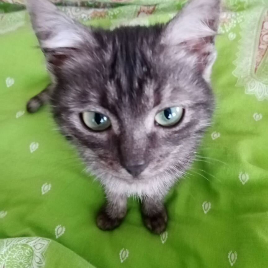 Отдаю котёнка в ответственные руки
