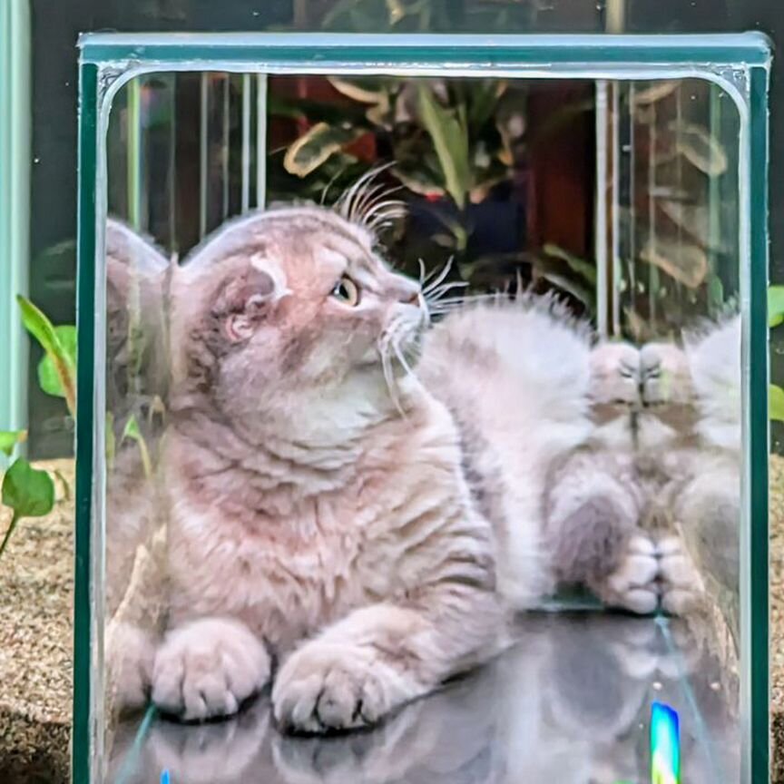 Аквариум для кота, Котариум, 800х445х550 мм