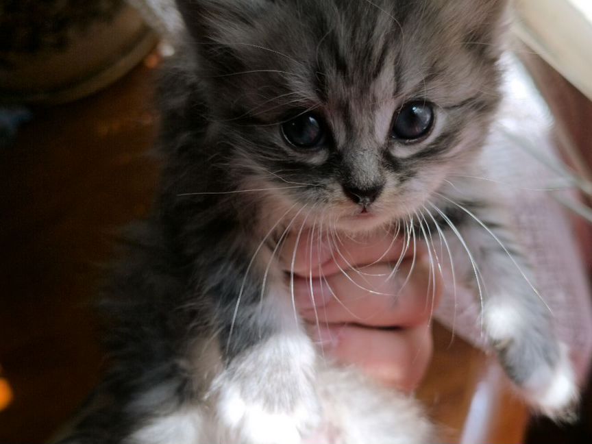 Котенок мальчик