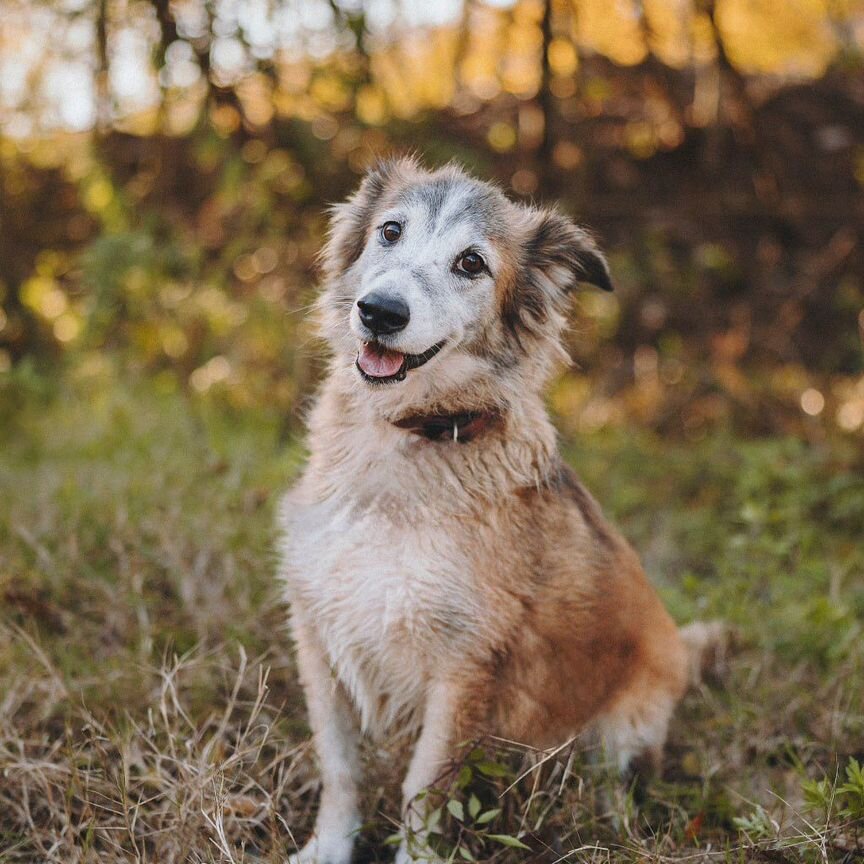 Собака в добрые руки