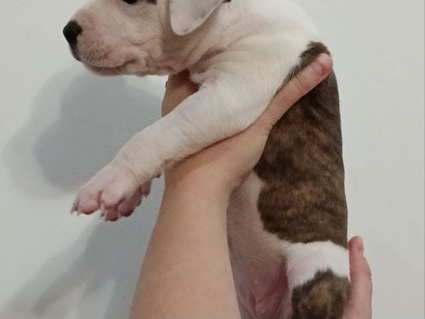 Питбультерьер